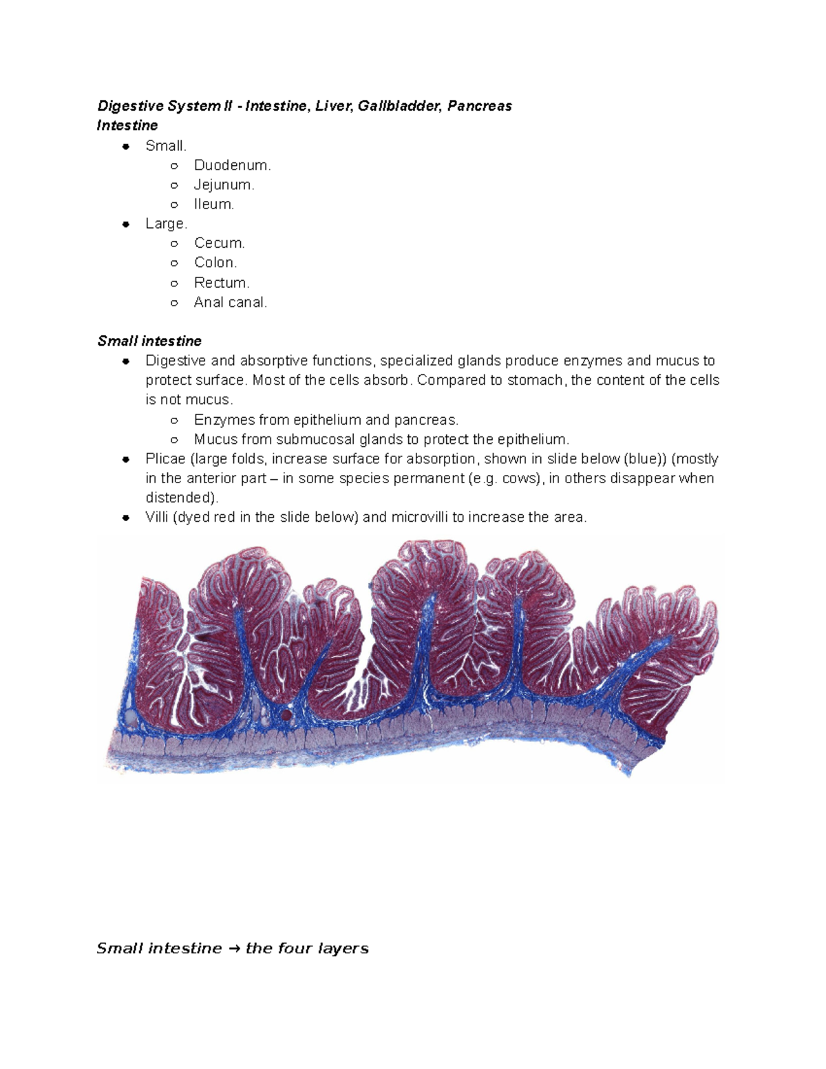 Digestive System II - Intestine, Liver, Gallbladder, Pancreas ...