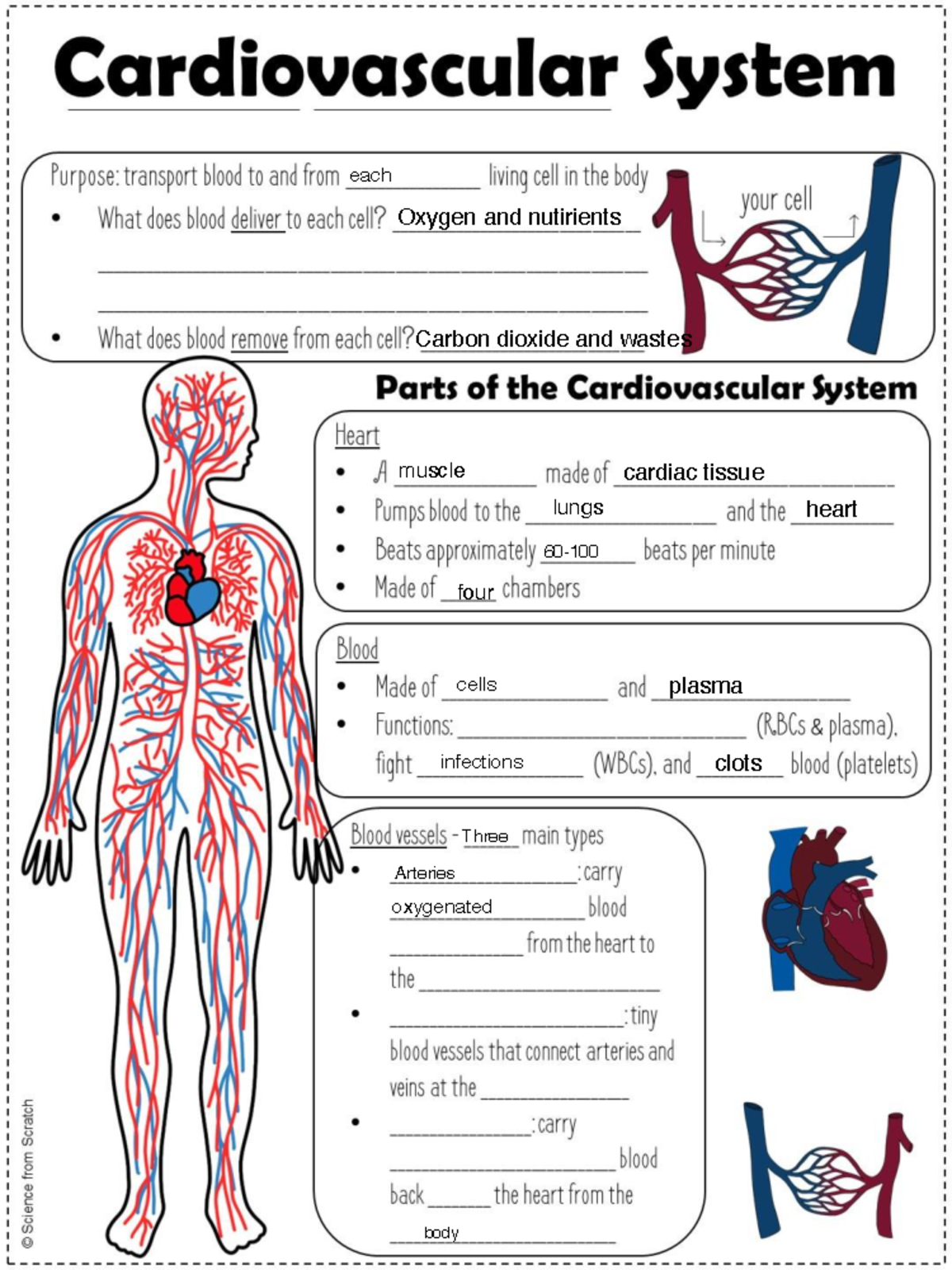 Cardio Basics Doodle Notes Edited - Studocu