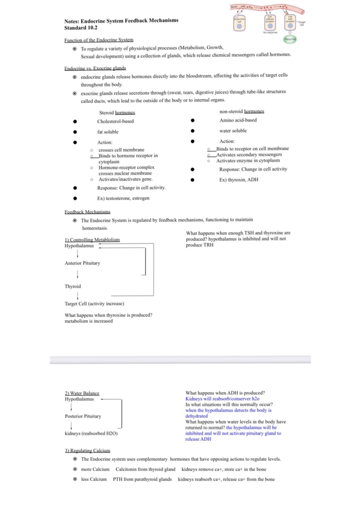 Endocrine System Feedback Mechanisms - PE Standard 10 Notes - Studocu
