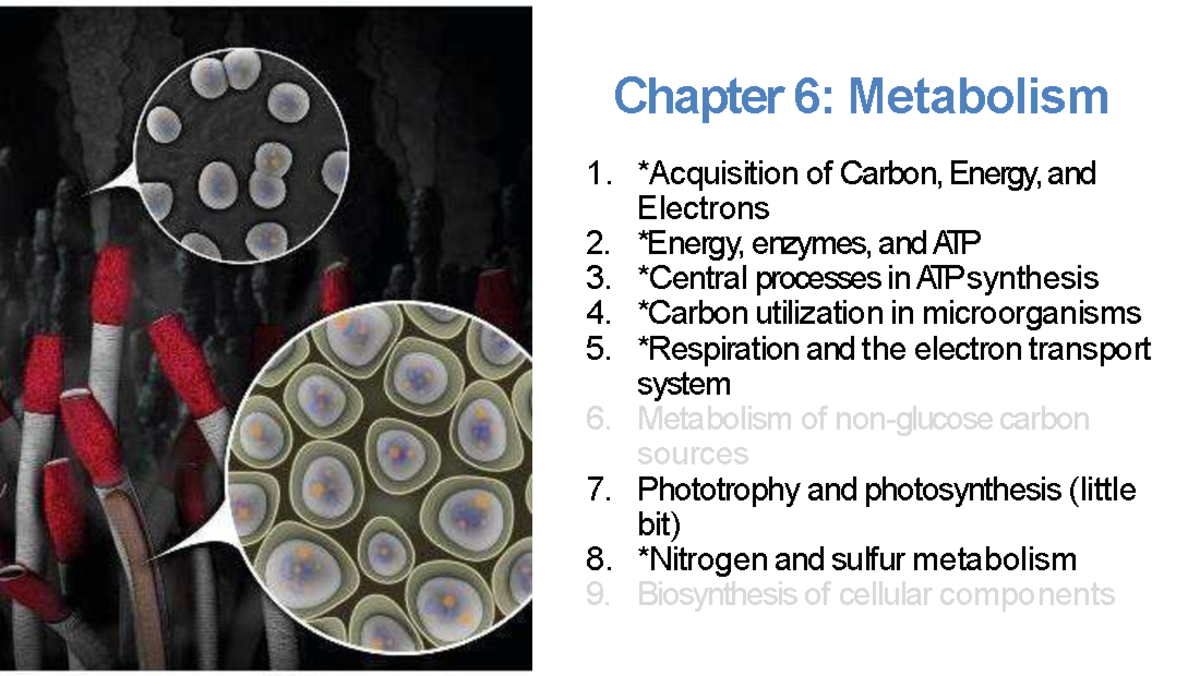 Metabolism of Microorganisms: Energy and Nutritional Pathways (Bio 101 ...
