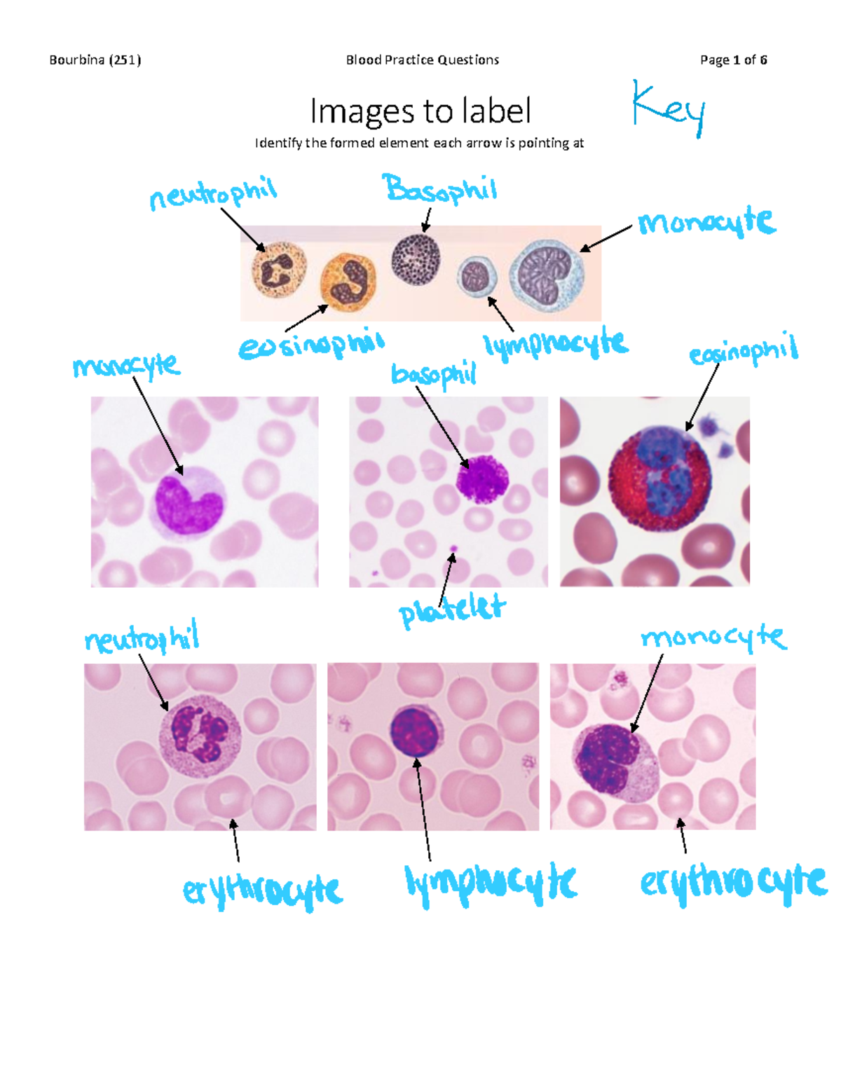 Blood Practice Questions - Images to label Identify the formed element each arrow is pointing at ...