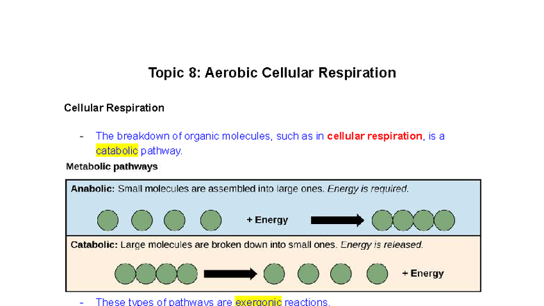 Topic 8: Aerobic Cellular Respiration Overview and Key Processes - Studocu