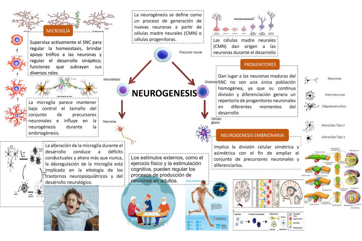 Neurogenesis y Microglía en el SNC: Regulación y Desarrollo - Studocu