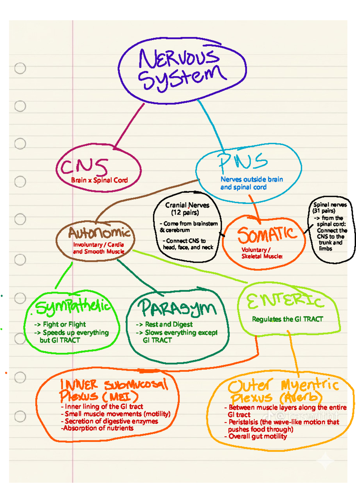 Nervous System Concept Map: CNS, PNS, and GI Tract Functions - Studocu