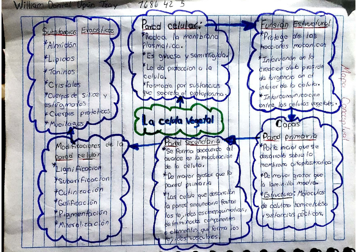 Tarea 2: Mapa Conceptual sobre Células y Tejidos Vegetales - Studocu