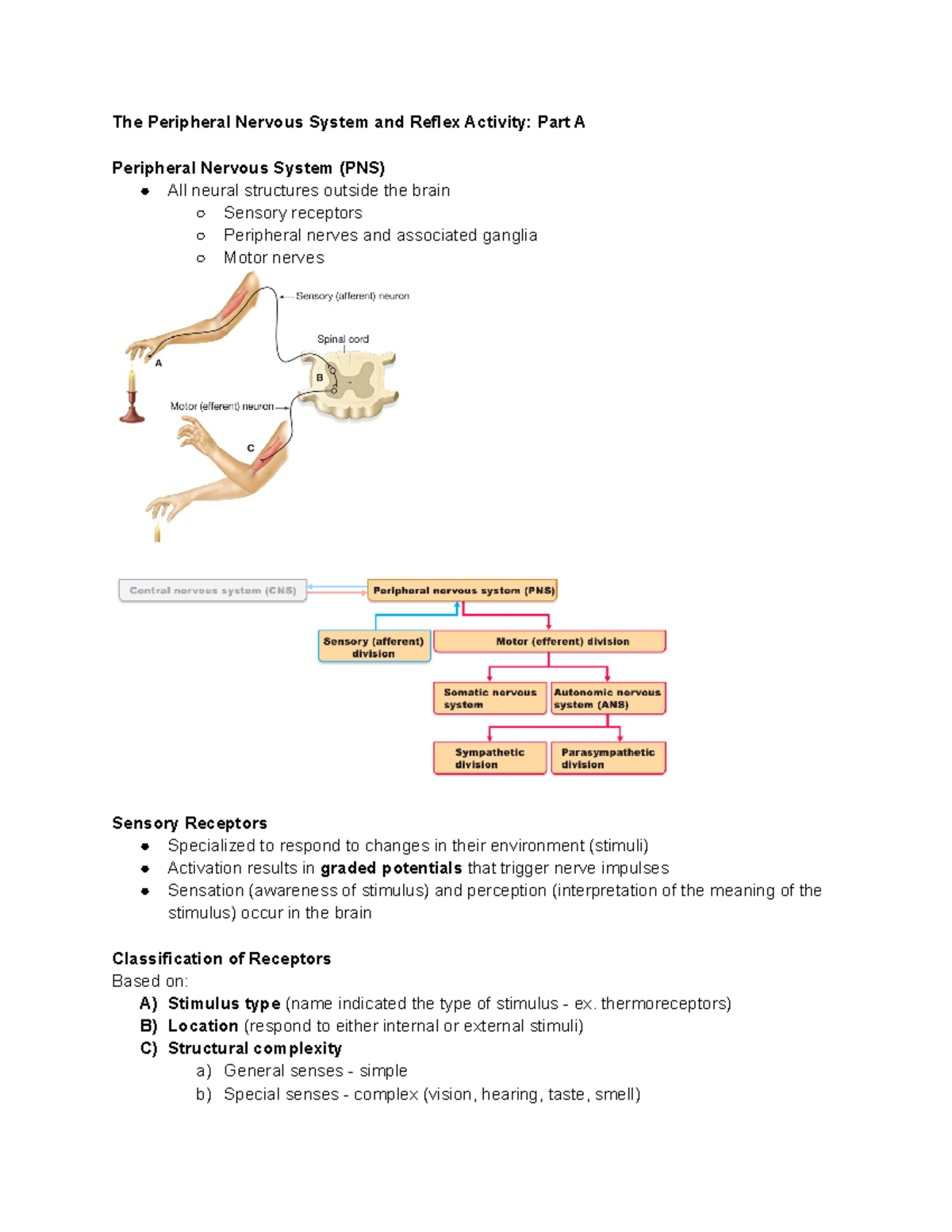 Chapter 13: Peripheral Nervous System & Reflex Activity Notes - Studocu