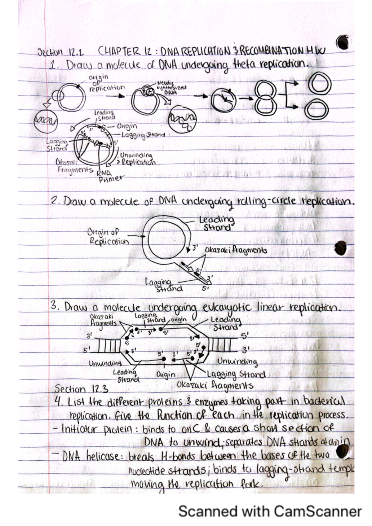 Chapter 12: DNA Replication & Genetic Recombination Problems - Studocu
