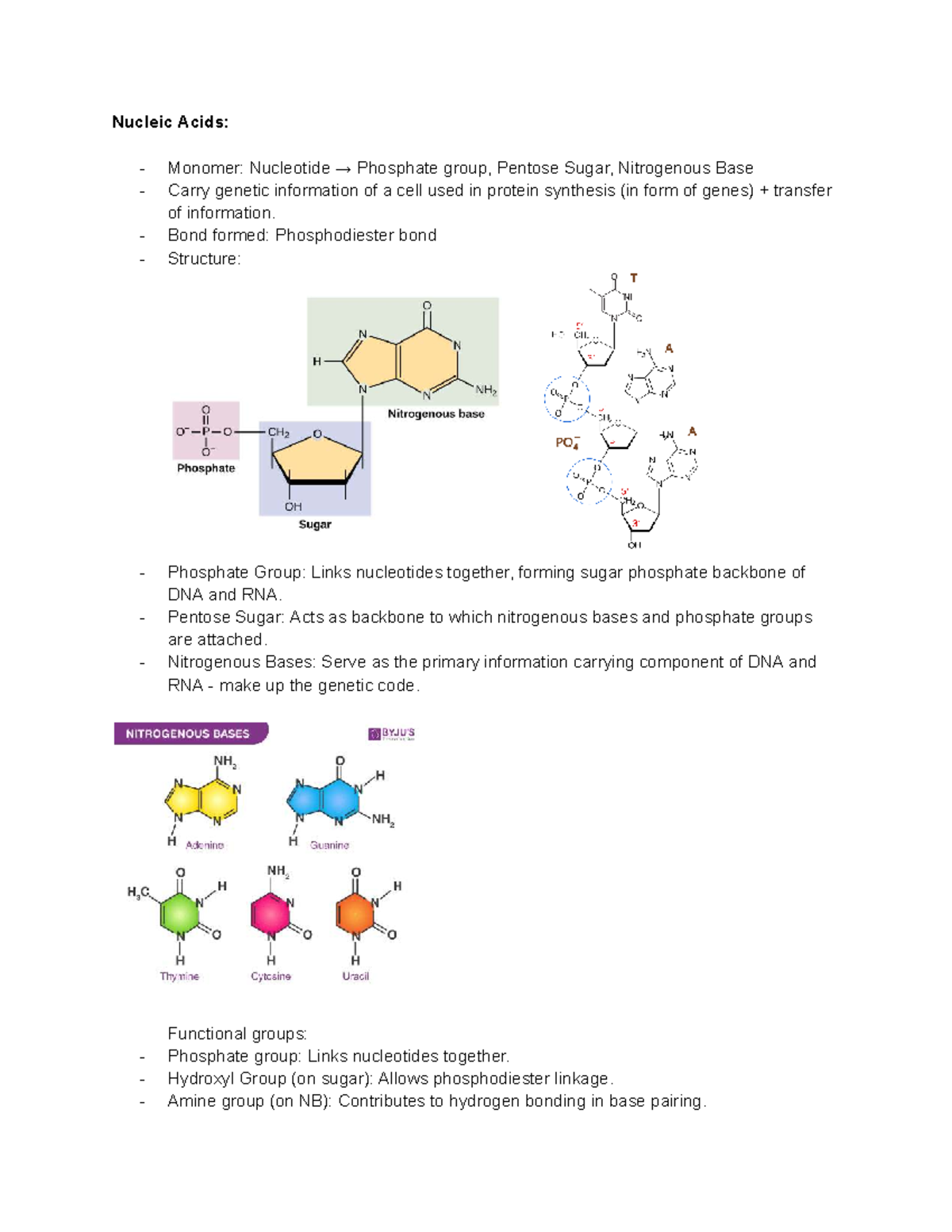 Biology Notes - Nucleic Acids, Metabolism, and Homeostasis Concepts ...