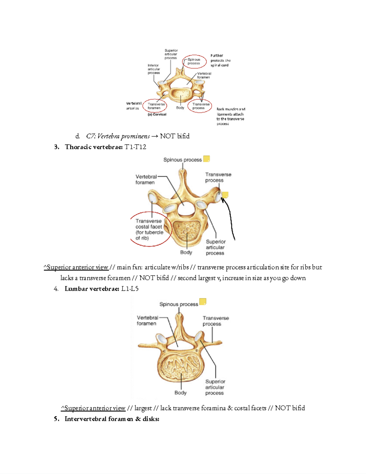 Anatomy Exam #2 Study Guide pt2 - d. C7: Vertebra prominens → NOT bi d ...