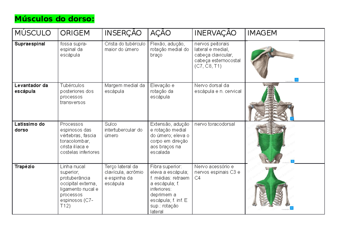 Origem E Insercao Do Musculo Trapezio