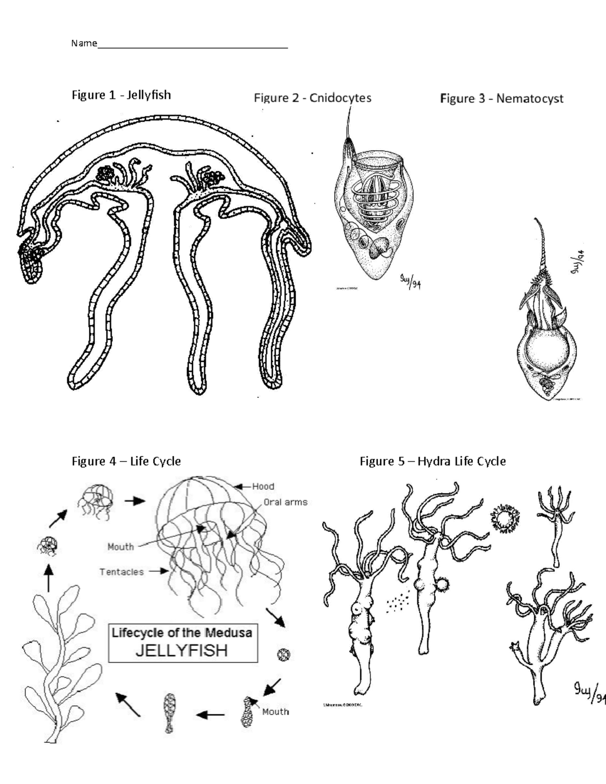 Annotated-Cnidarians%20Reading%20Worksheet%20and%20coloring%20page ...