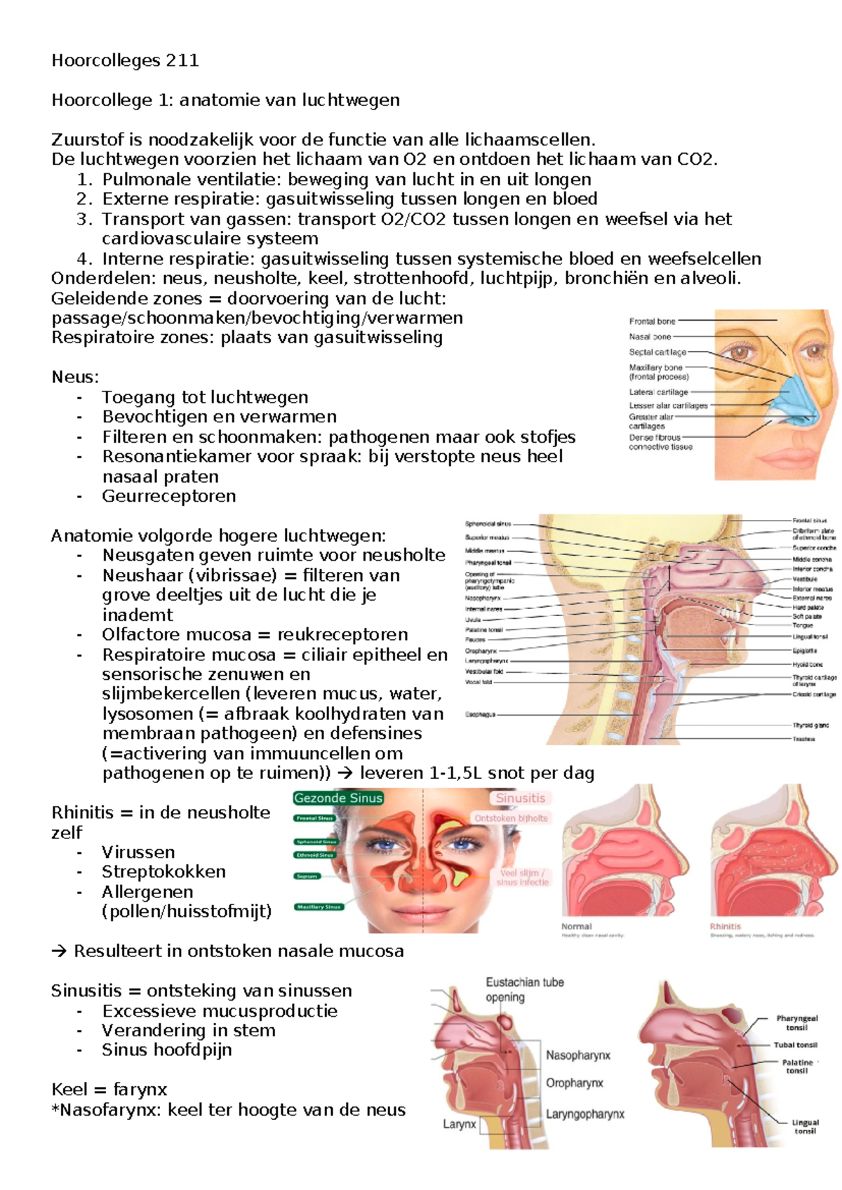 Samenvatting Hoorcolleges 211: Anatomie en Fysiologie van de Luchtwegen ...