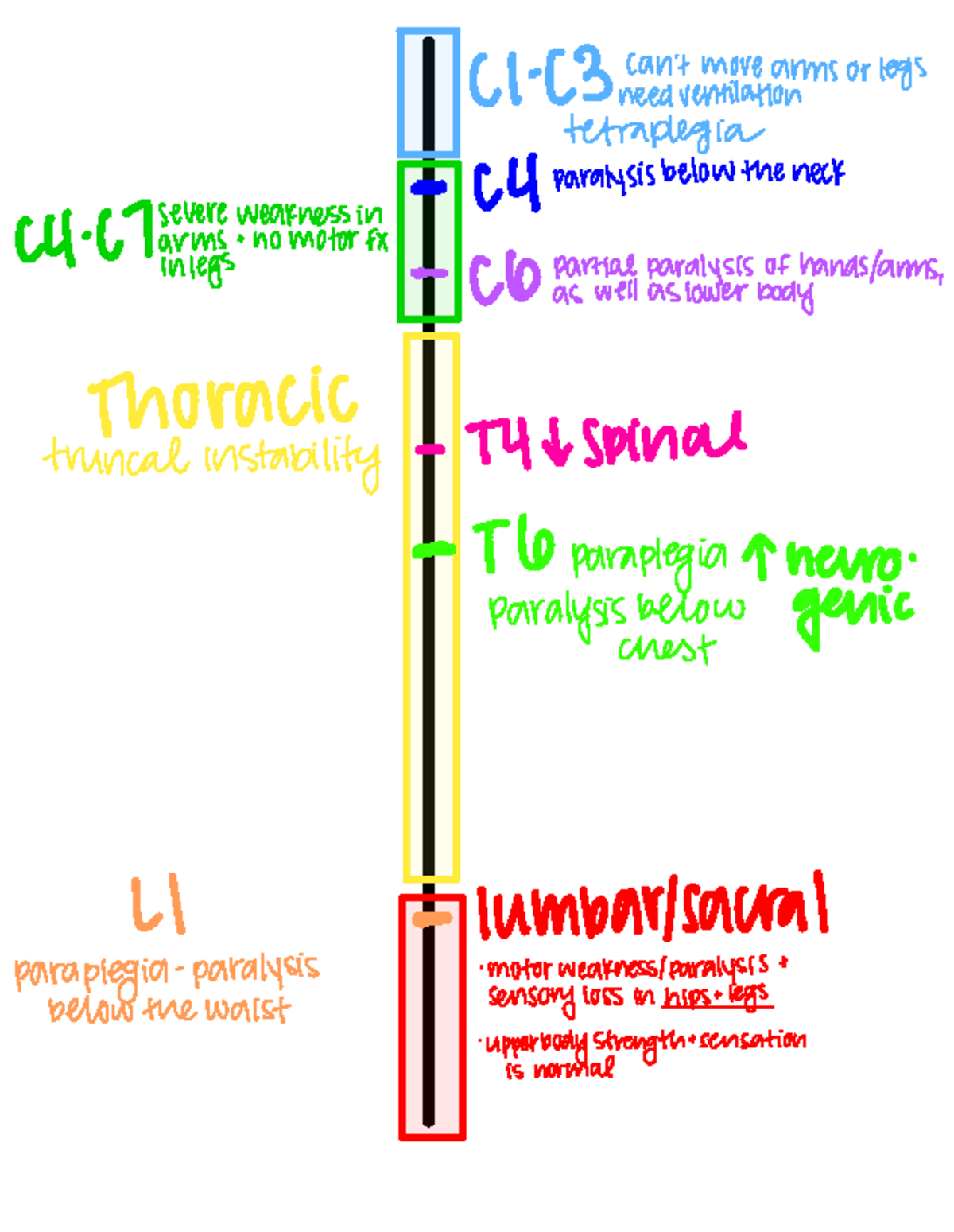 Levels Of SCI - Cl - 23 can't more arms or legs need ventilation ...