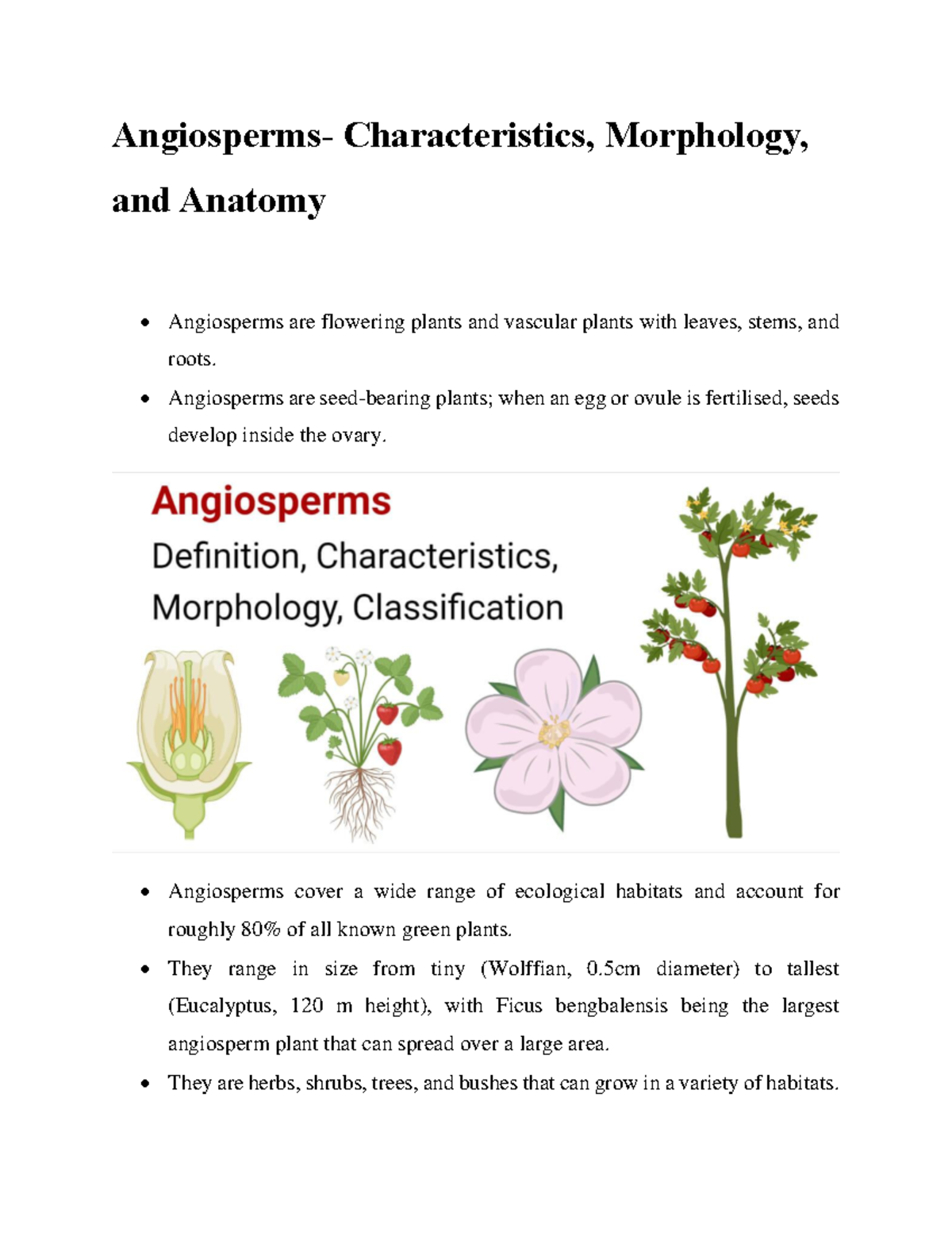 Angiosperms: Key Characteristics, Morphology & Anatomy Insights - Studocu