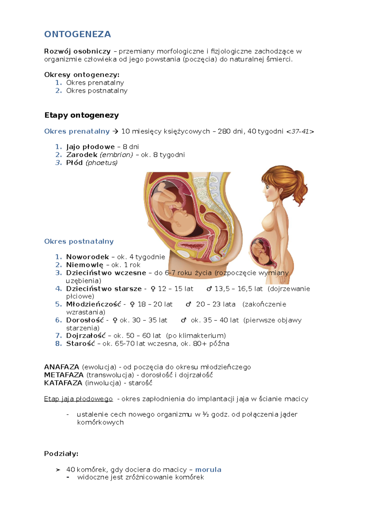 Ontogeneza - Notatki z wykładu z antropometrii i antroposkopii (AA 101 ...