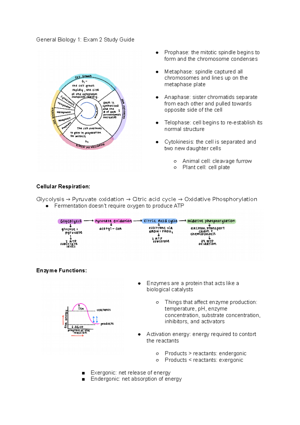 General Biology 1 - Exam 2 Study Guide with Key Concepts - Studocu