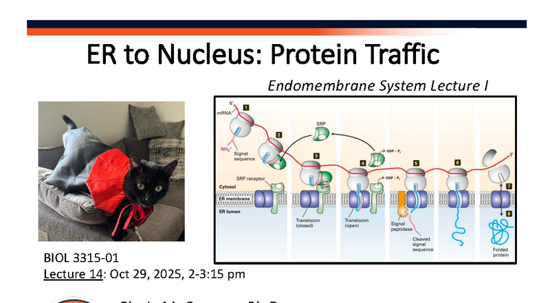 BIOL 3315-01 Lecture 14: Protein Traffic & Quality Control in the RER ...