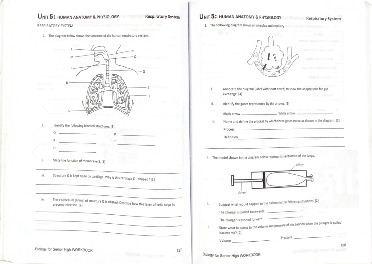 Respiratory System Workbook: Insights on Anatomy & Gas Exchange ...