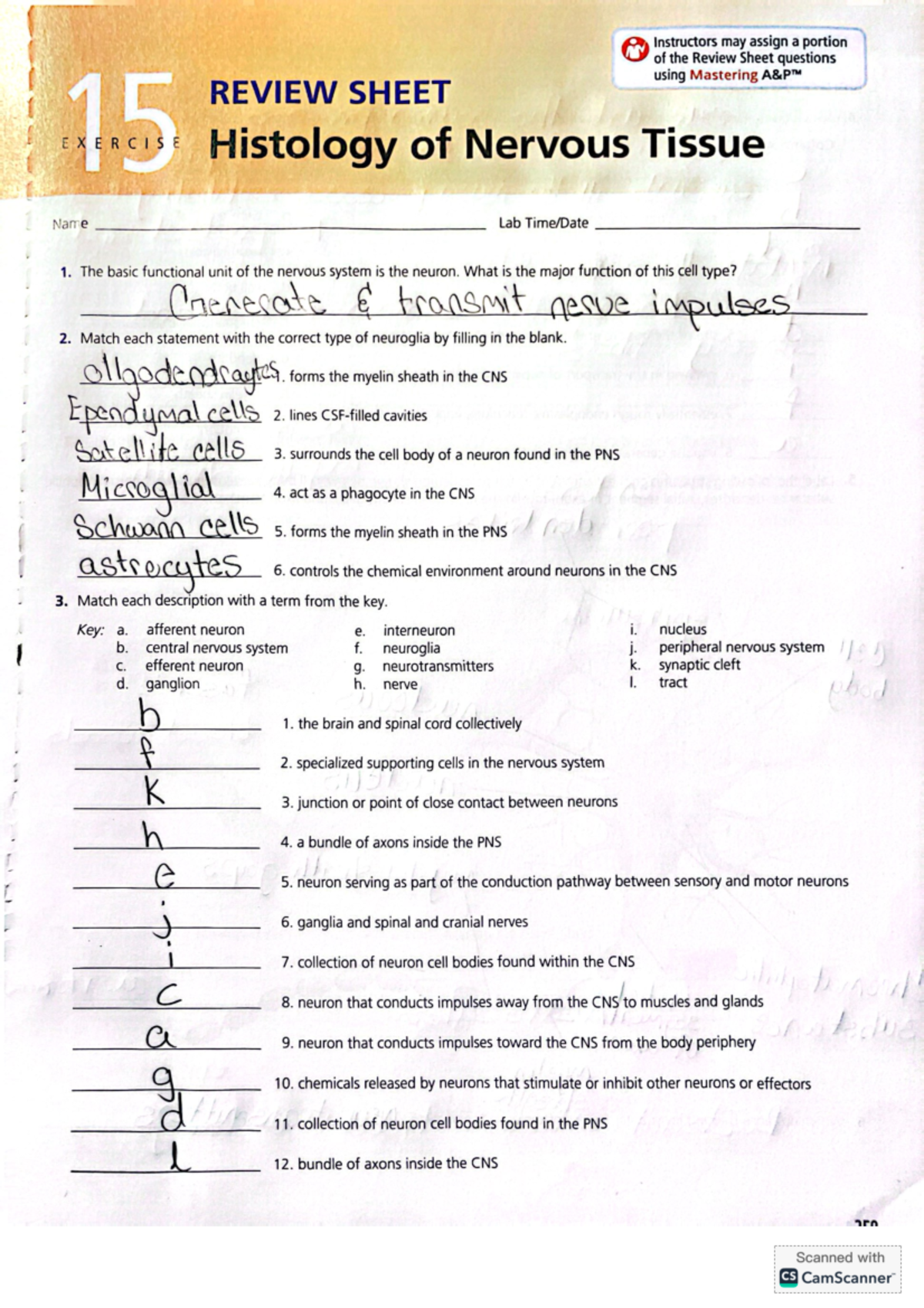Exercise 15 - Instructors may assign a portion of the Review Sheet ...