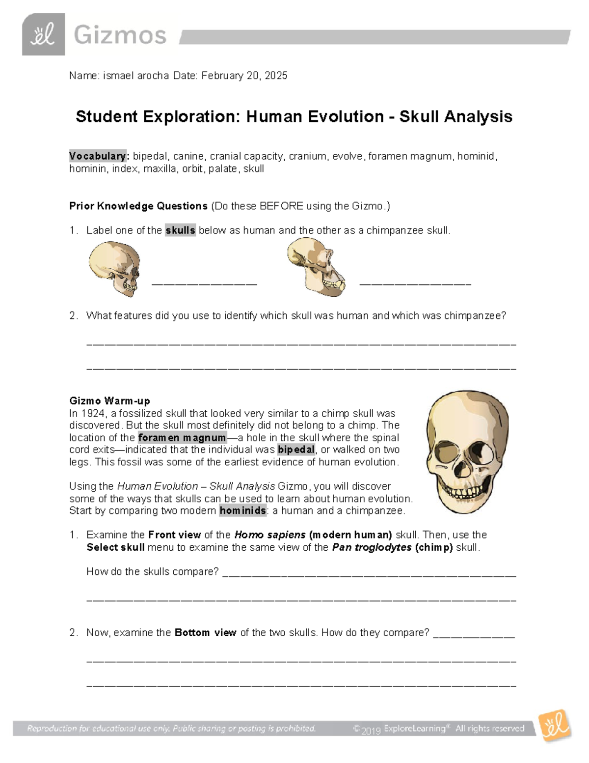 Gizmo Human Evolution Skull Analysis: A Study of Hominid Features - Studocu