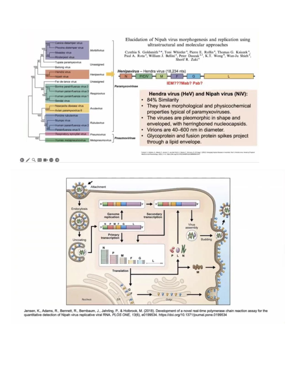 Nipah Virus Morphogenesis & Replication: A Comprehensive Study - Studocu