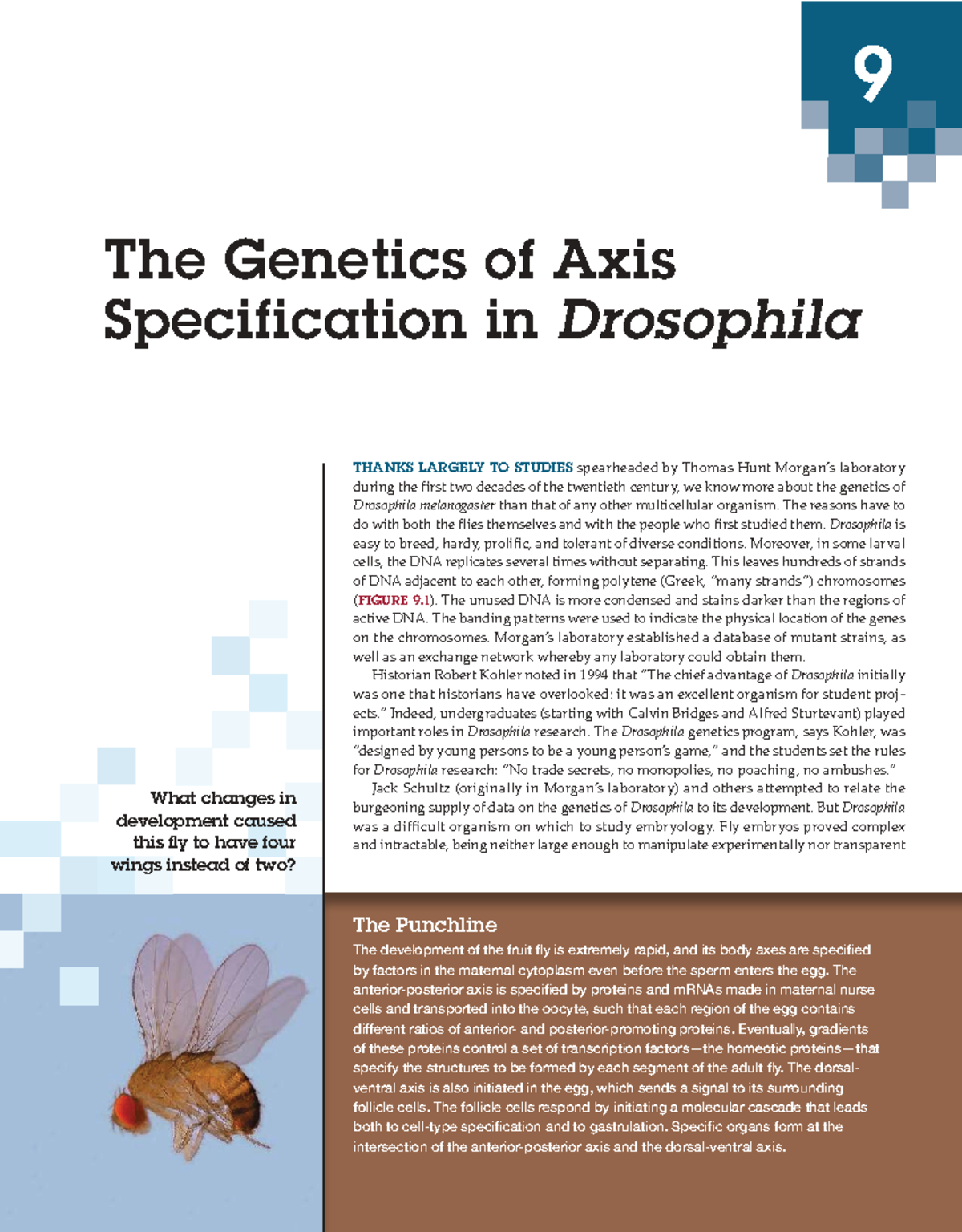 Genetics of Axis Specification in Drosophila: Developmental Insights ...