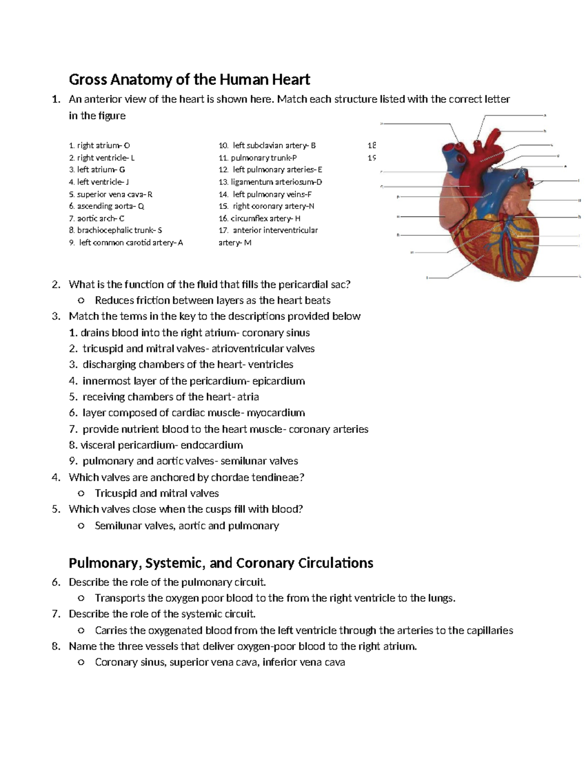 BSC 1086 Lab 20: Human Heart Anatomy Review Guide - Studocu