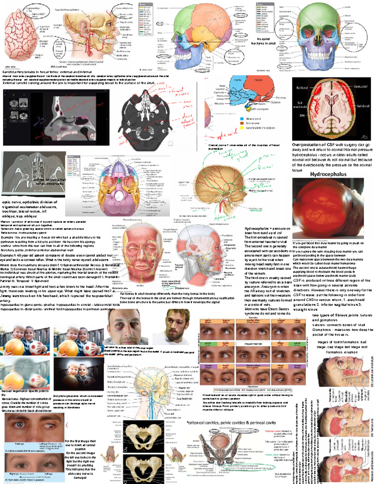 Final Exam Cheat Sheet: Skull Anatomy & Cranial Nerves (ANAT 101) - Studocu