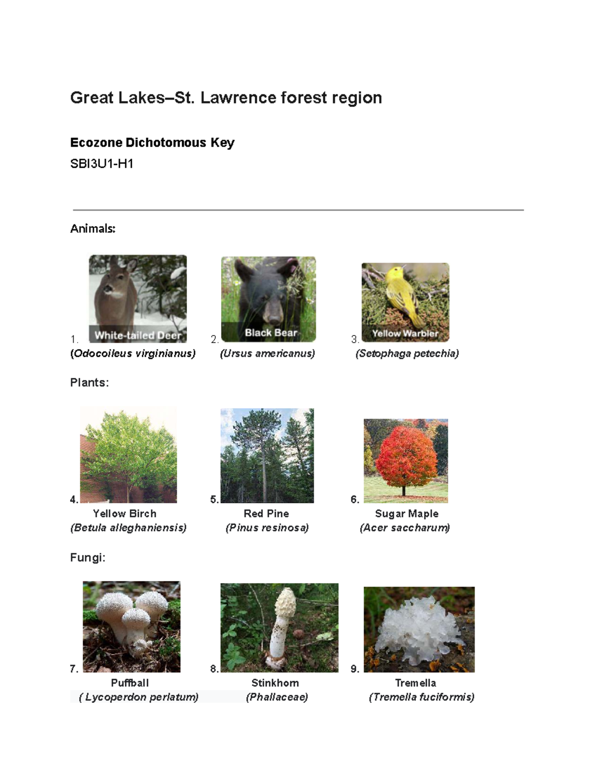 Great Lawrence Ecozone Dichotomous Key: Animals, Plants & Fungi - Studocu