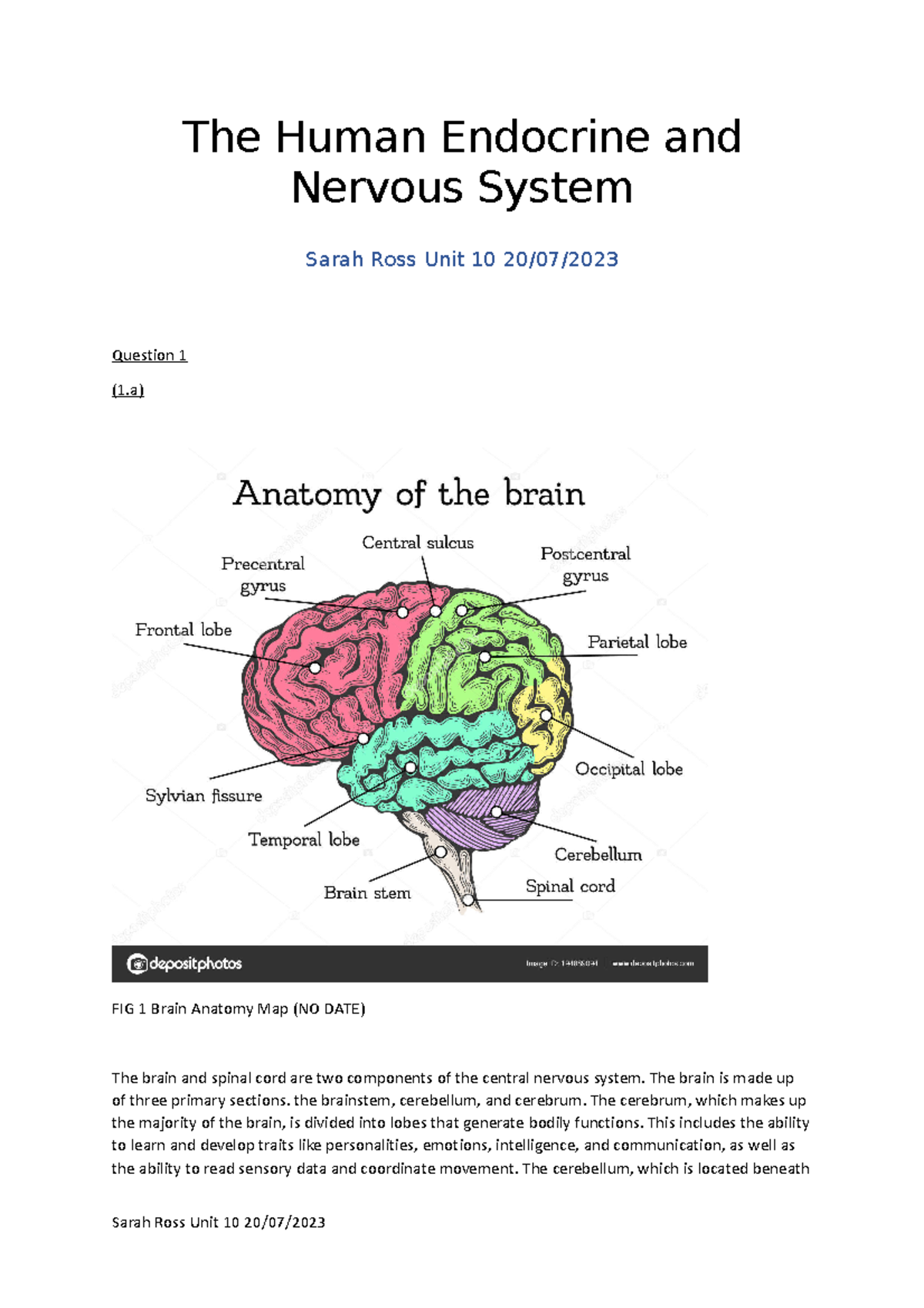 Unit 10: Overview of the Human Endocrine and Nervous Systems - Studocu