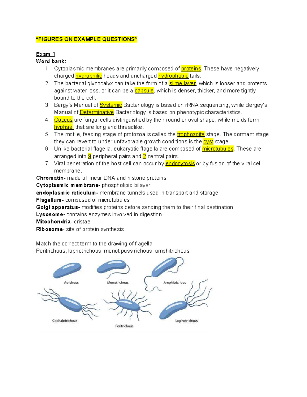 Microbiology 101 Final Exam Review Notes and Key Concepts - Studocu