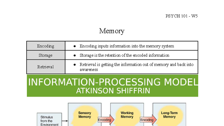 PSYCH 101 W5 Memory Encoding, Storage, and Retrieval Notes - Studocu