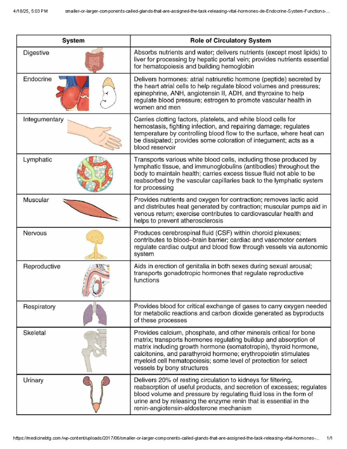 Endocrine System Functions: Hormonal Regulation and Gland Roles in ...