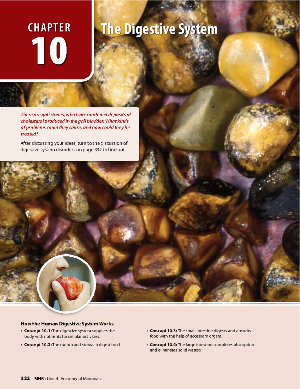 Chapter 10: The Digestive System Overview and Functions (MHR 325 ...