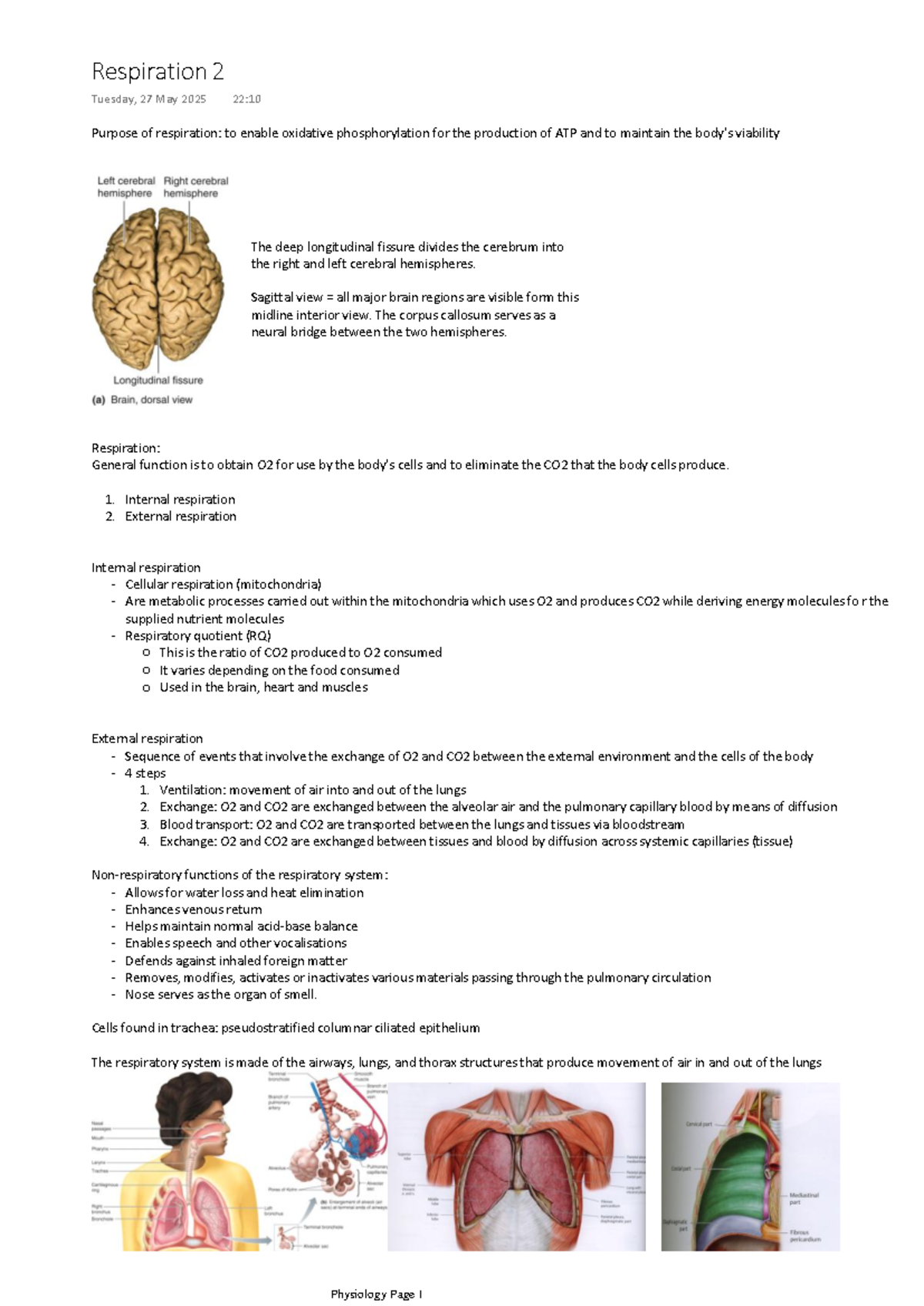 Respiration 2: Overview of Internal and External Processes in ...