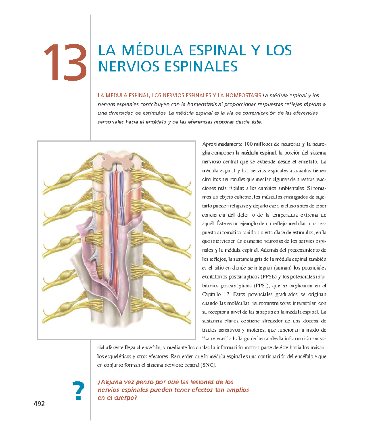 Capítulo 13: La Médula Espinal y los Nervios Espinales - Anatomía y ...