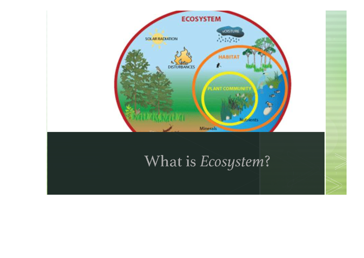 Ecosystem Overview: Understanding Food Chains and Interactions - Studocu