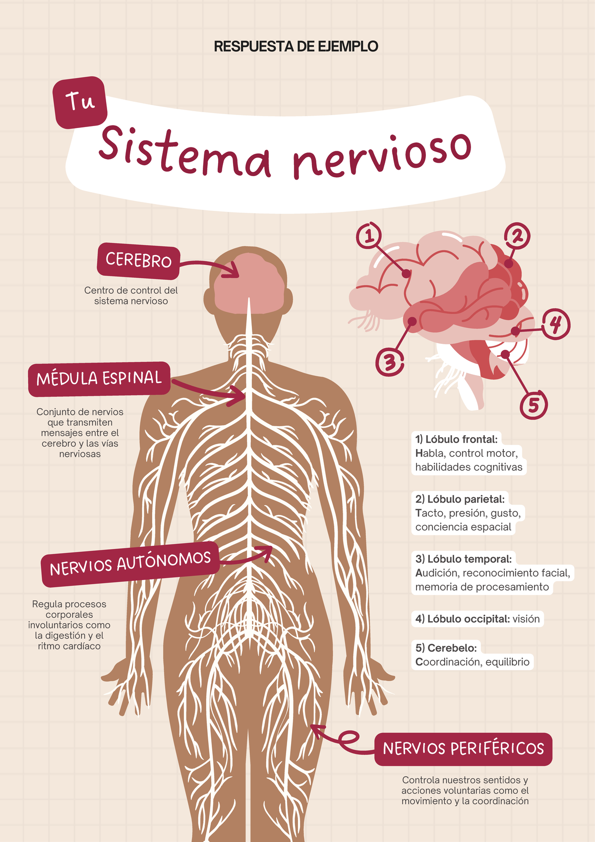 el sistema nervioso - CEREBRO Centro de control del sistema nervioso ...