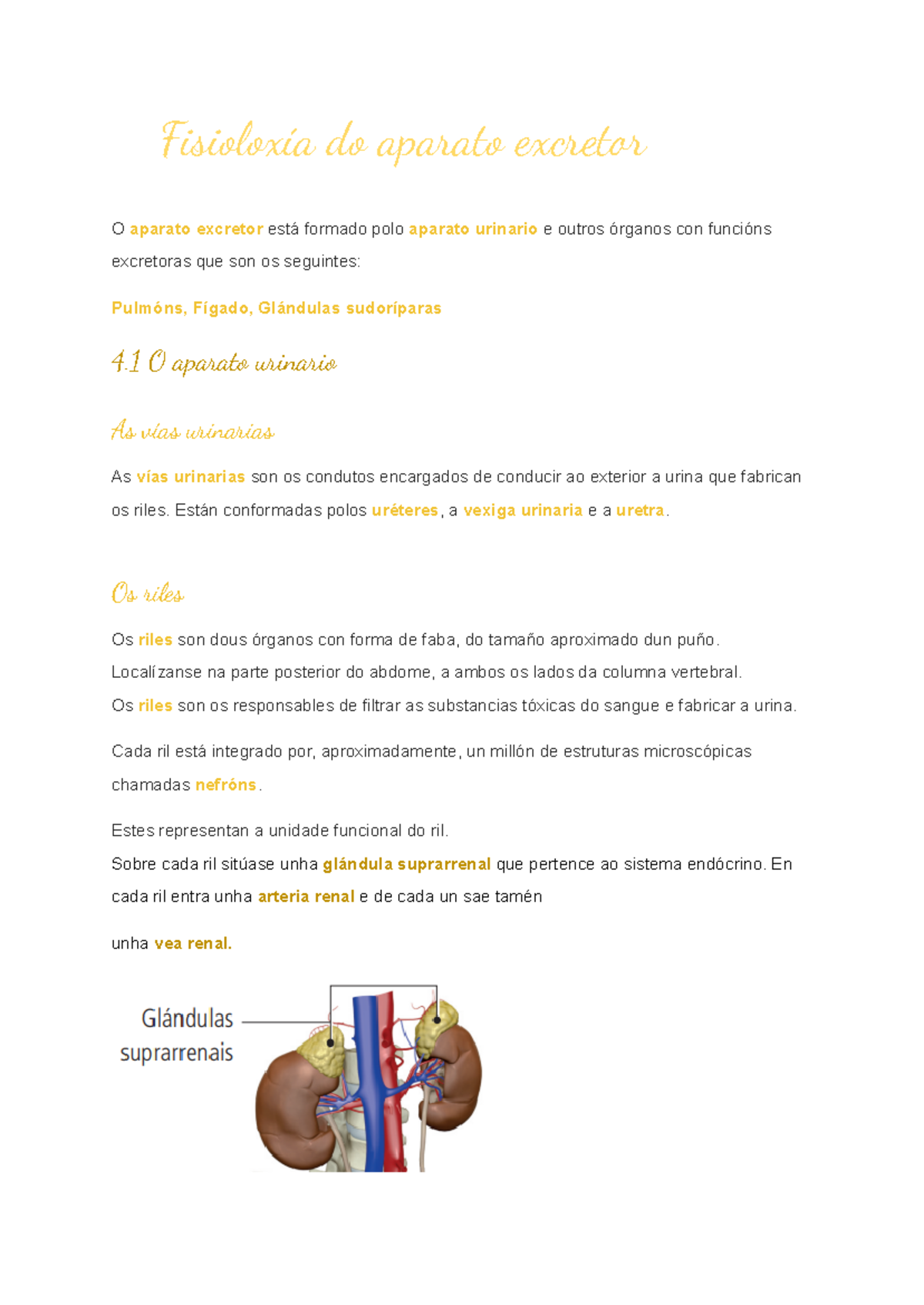 Nuerofisiología - Fisioloxía do aparato excret O aparato excretor está ...