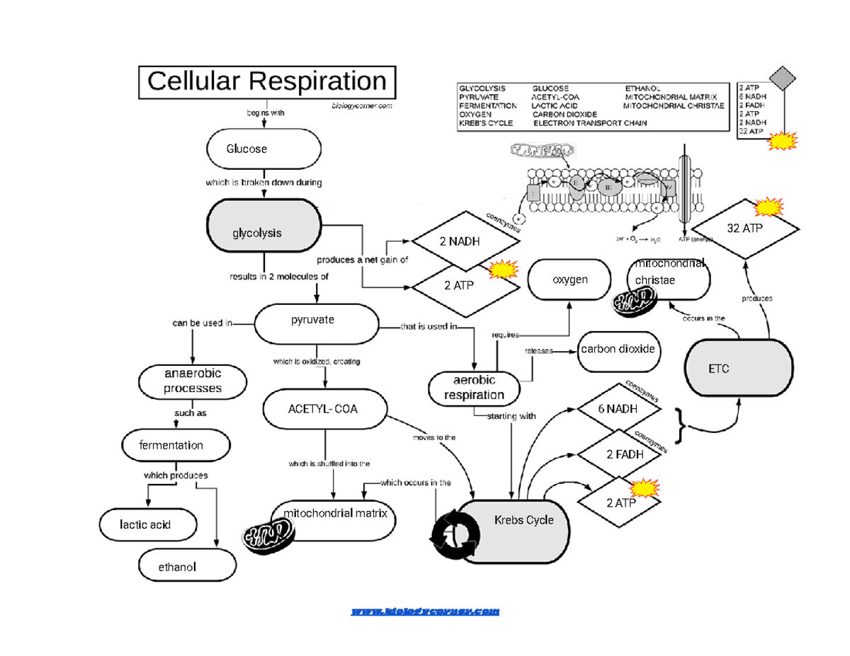 Kami Export - Cellular Respiration Graphic Organizer - biologycorner ...
