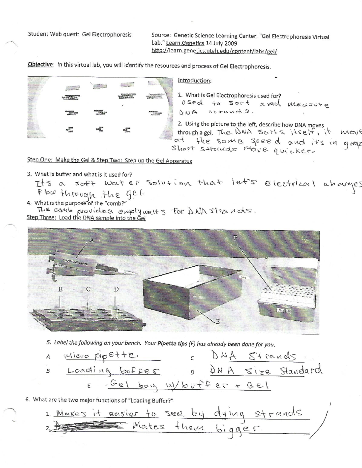 Biology 101: Gel Electrophoresis Virtual Lab Notes - Studocu