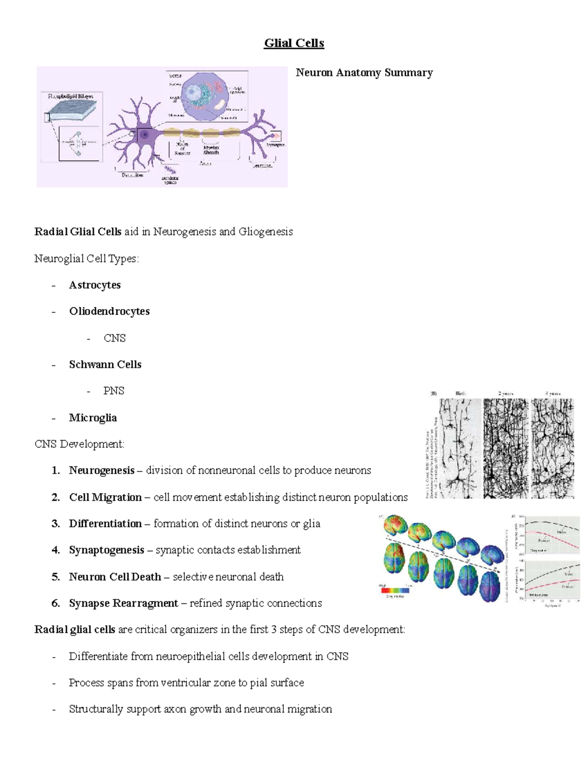 Neur2202 Midterm 1-2: Glial Cells and CNS Development Summary - Studocu