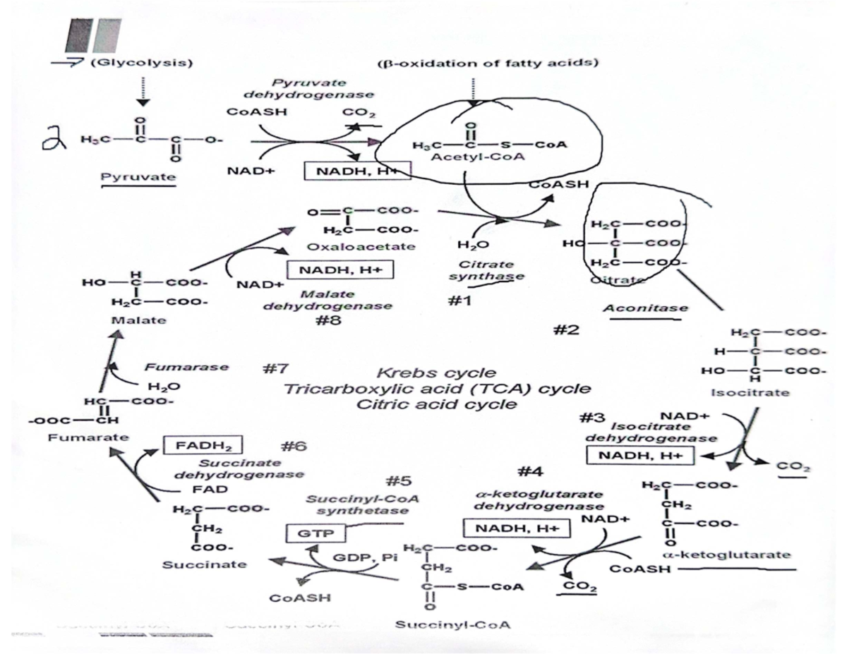 B-oxidation of Fatty Acids: Glycolysis and TCA Cycle Overview - Studocu