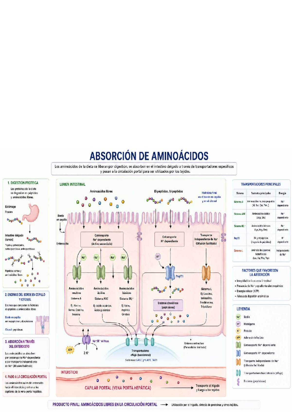 Absorción de Aminoácidos: Proceso y Mecanismos (BIO 101) - Studocu