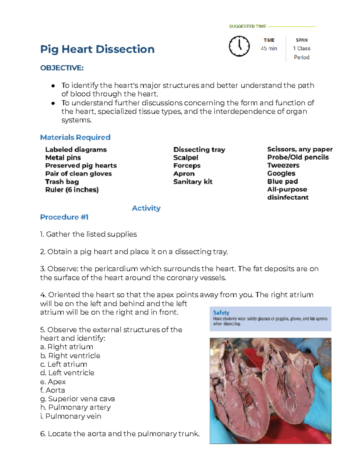 Pig Heart Dissection Activity - Pig Heart Dissection OBJECTIVE: To ...