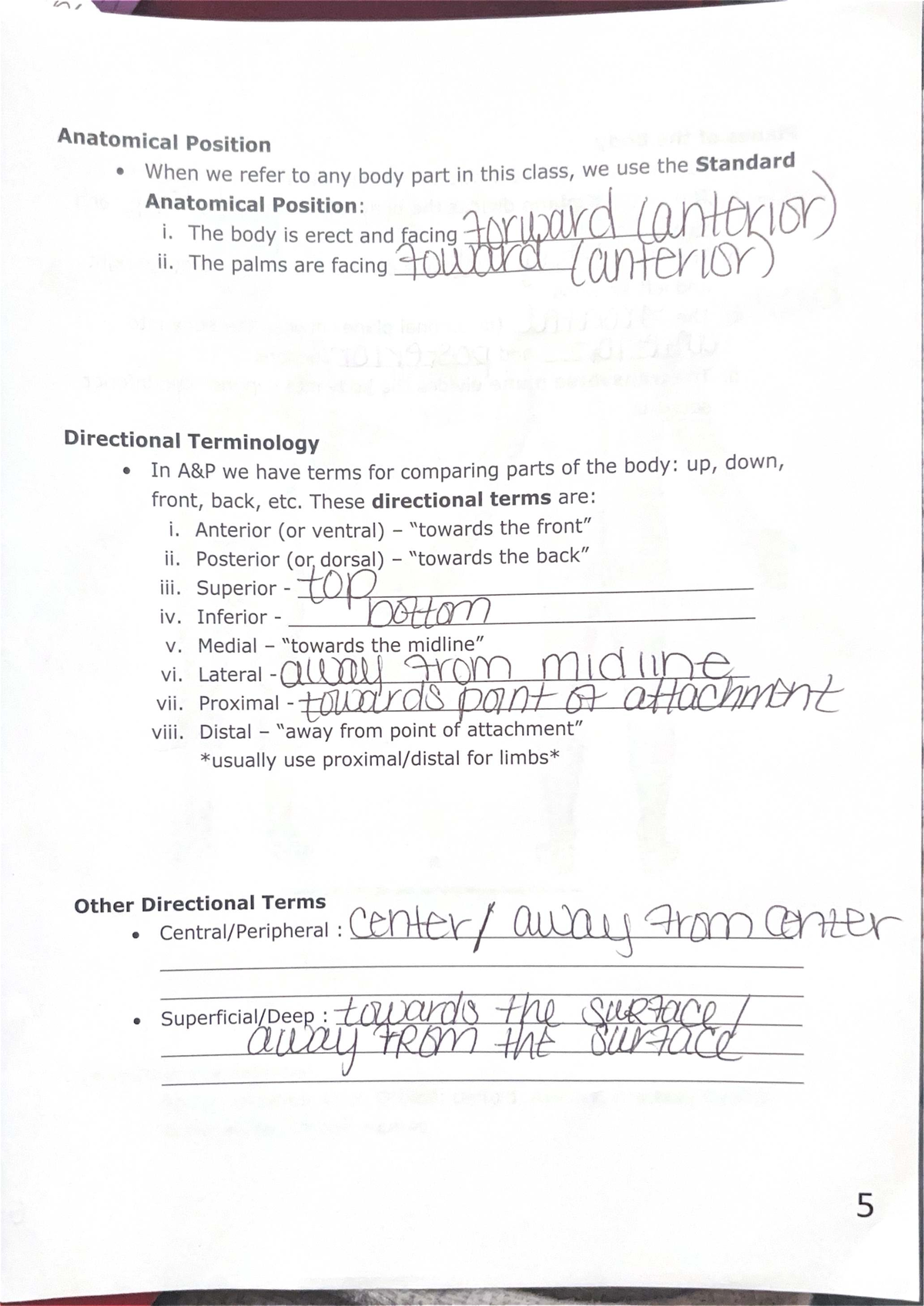 Anatomical Position and Directional Terminology - Bio 177 - Studocu