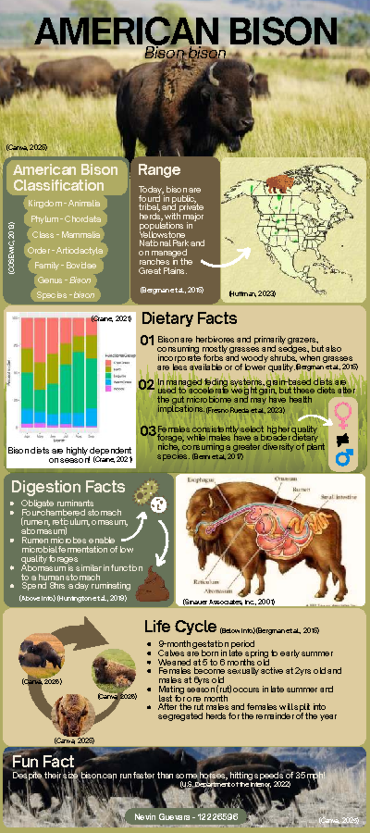 AMERICAN BISON (Bison bison): Classification, Diet, and Life Cycle ...