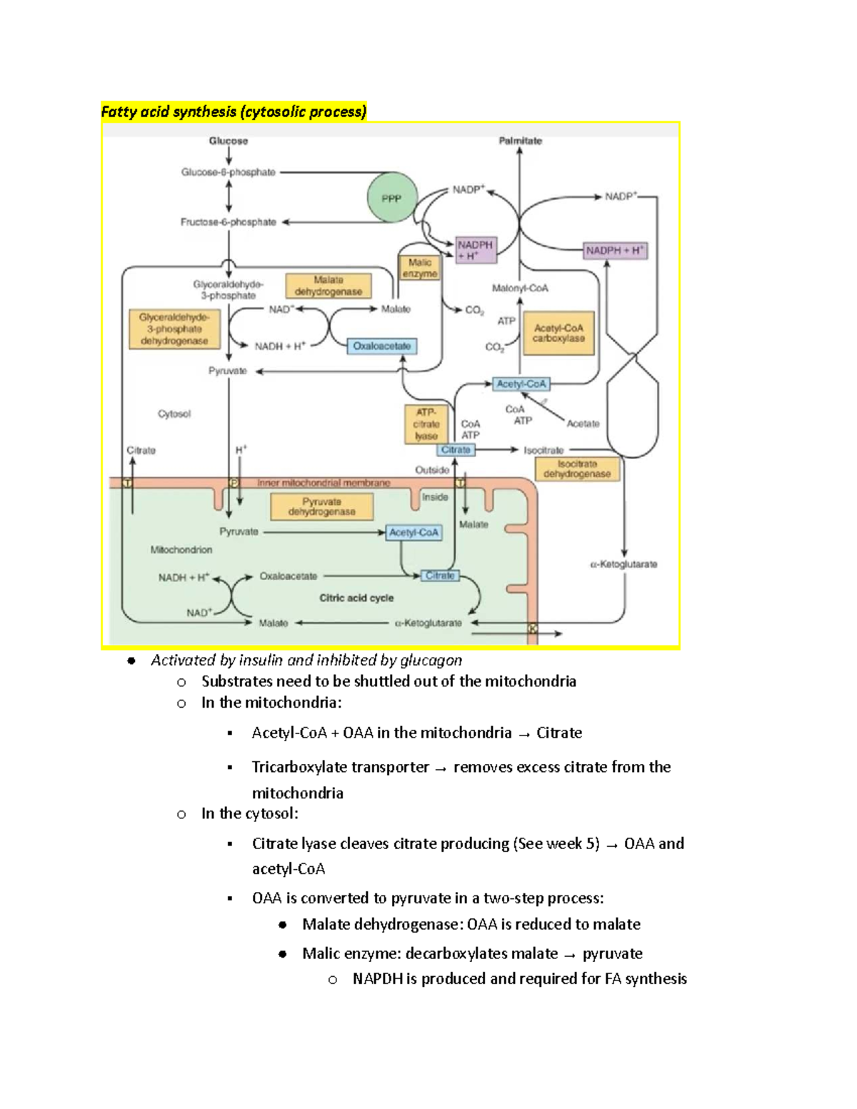 Unit 4 Exam: Overview of Fatty Acid Synthesis & Regulation - Studocu