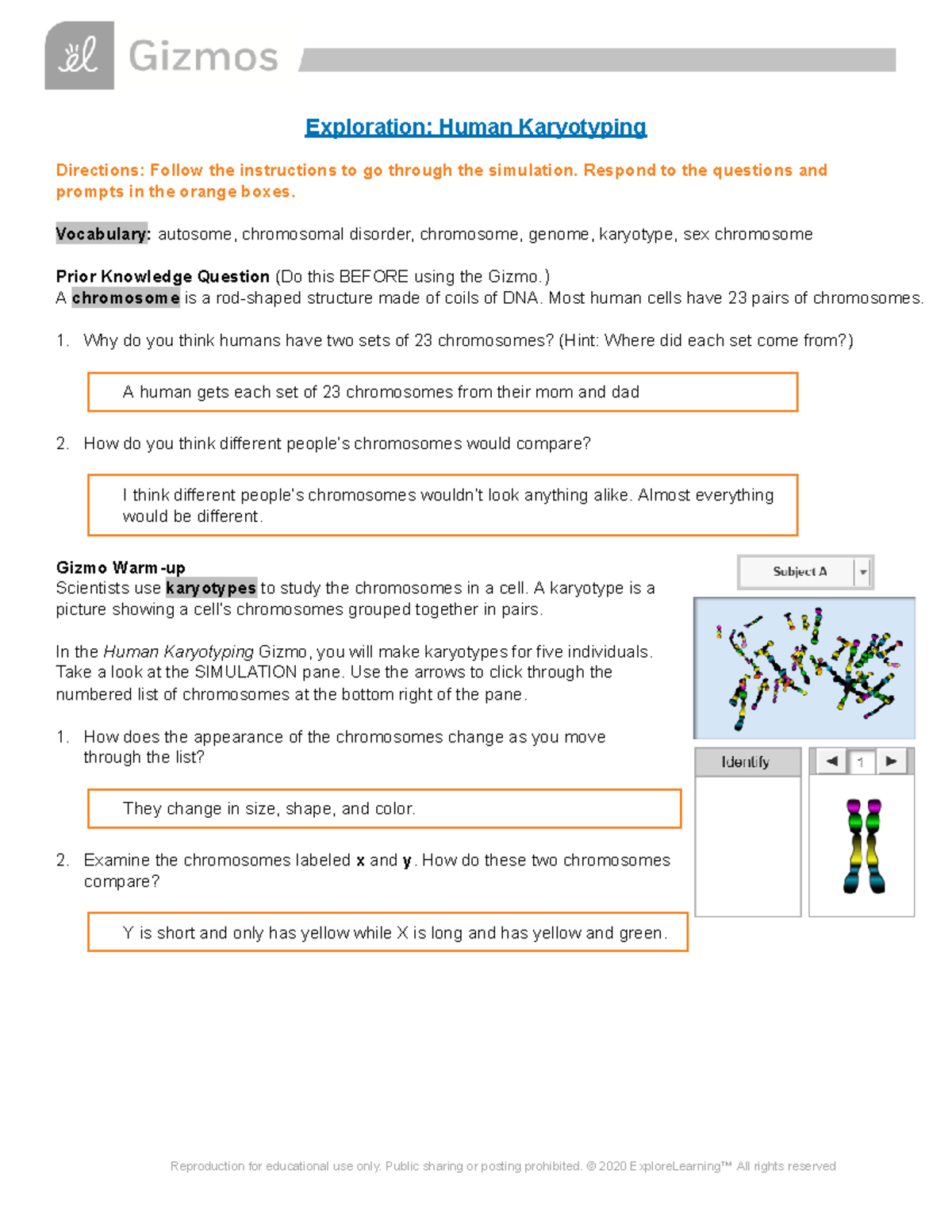 Karyotype Lab Report - In-Class Analysis of Human Chromosomes - Studocu