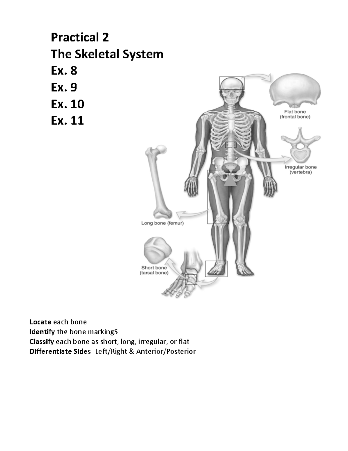 Chapter 7: Skeletal System Identifications and Classifications for Anatomy - Locate each bone ...